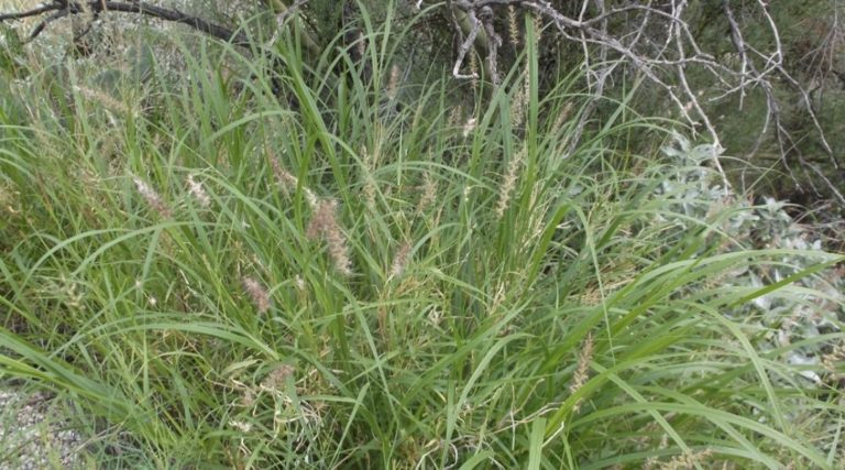 Noxious Weeds and Invasive Plants in Southern Arizona - Local Yard ...