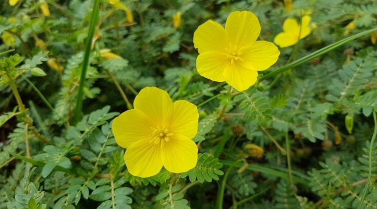 Noxious Weeds and Invasive Plants in Southern Arizona - Local Yard ...