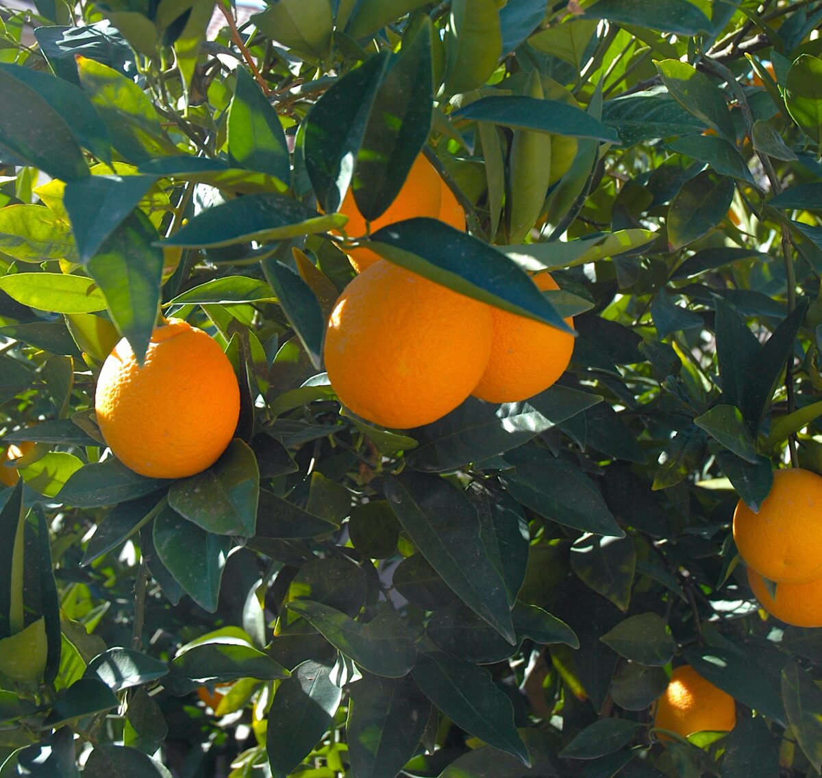 Growing Citrus in the Desert - Local Yard & Garden Resources