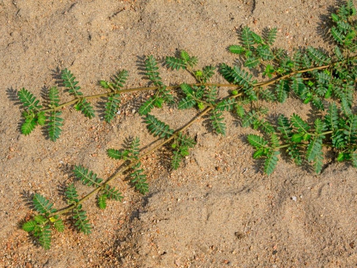 Common Weeds In Arizona Invasive Weeds In Arizona And How To Control
