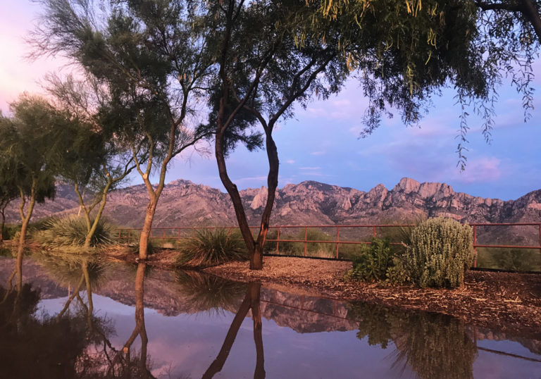 Benefits of Trees in Tucson's Desert Landscapes & Yards - Local Yard ...