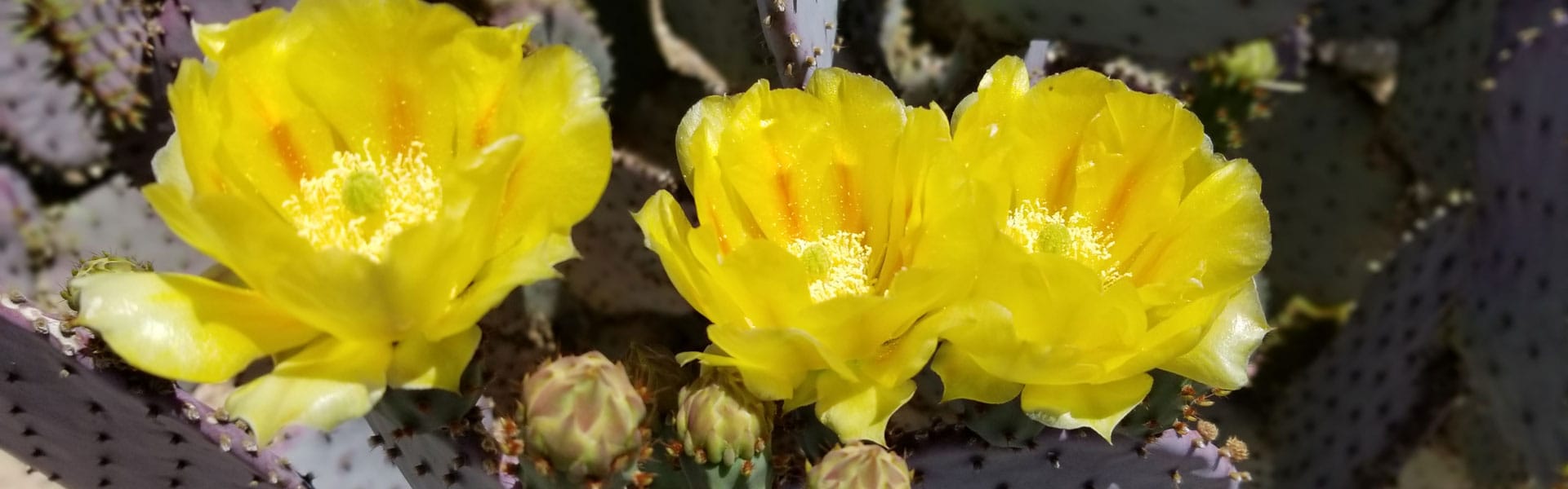 Information About Plants In Tucson, AZ - Cactus, Natives, Weeds, Trees ...